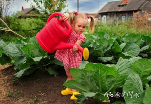 How to start a vegetable patch - Mouths of Mums