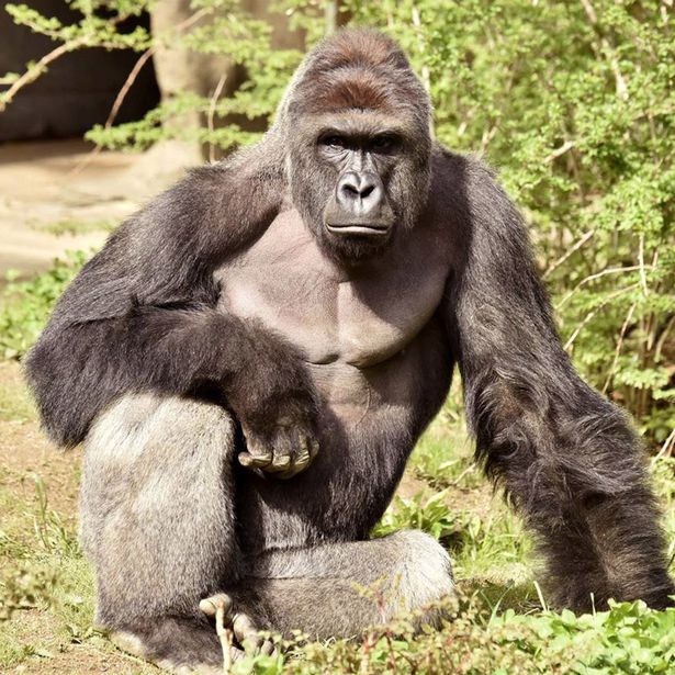 harambe - Mouths of Mums