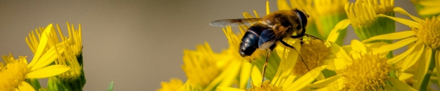 Here's How to Reduce Hayfever bee - Mouths of Mums
