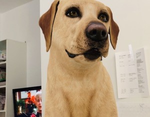 Yikes, There's A Tiger In My House - Google Launches Awesome AR Animals ...