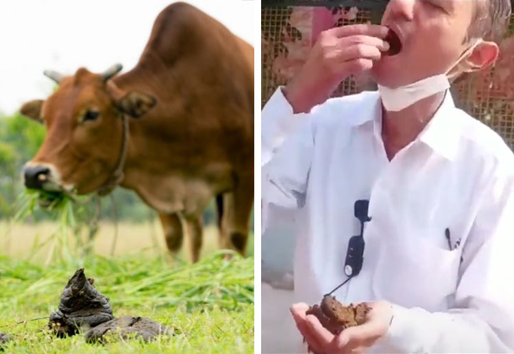 Eating-cow-poop - Mouths of Mums