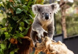 Win 1 Of 10 Taronga Zoo Sydney Family Passes Worth $152 Each! - Competition